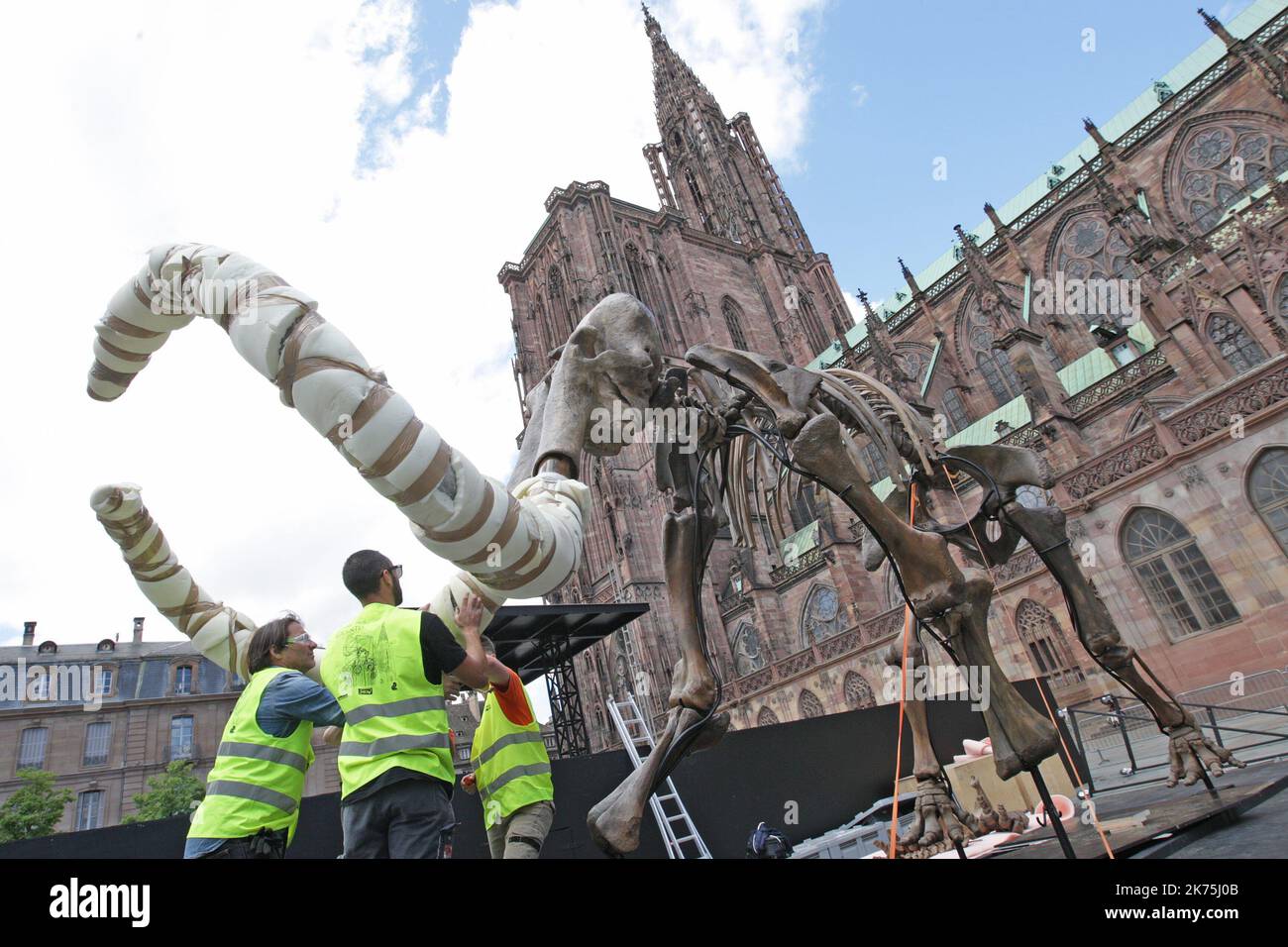 A perfectly preserved skeleton of a 12,000-year-old Siberian mammoth is ...