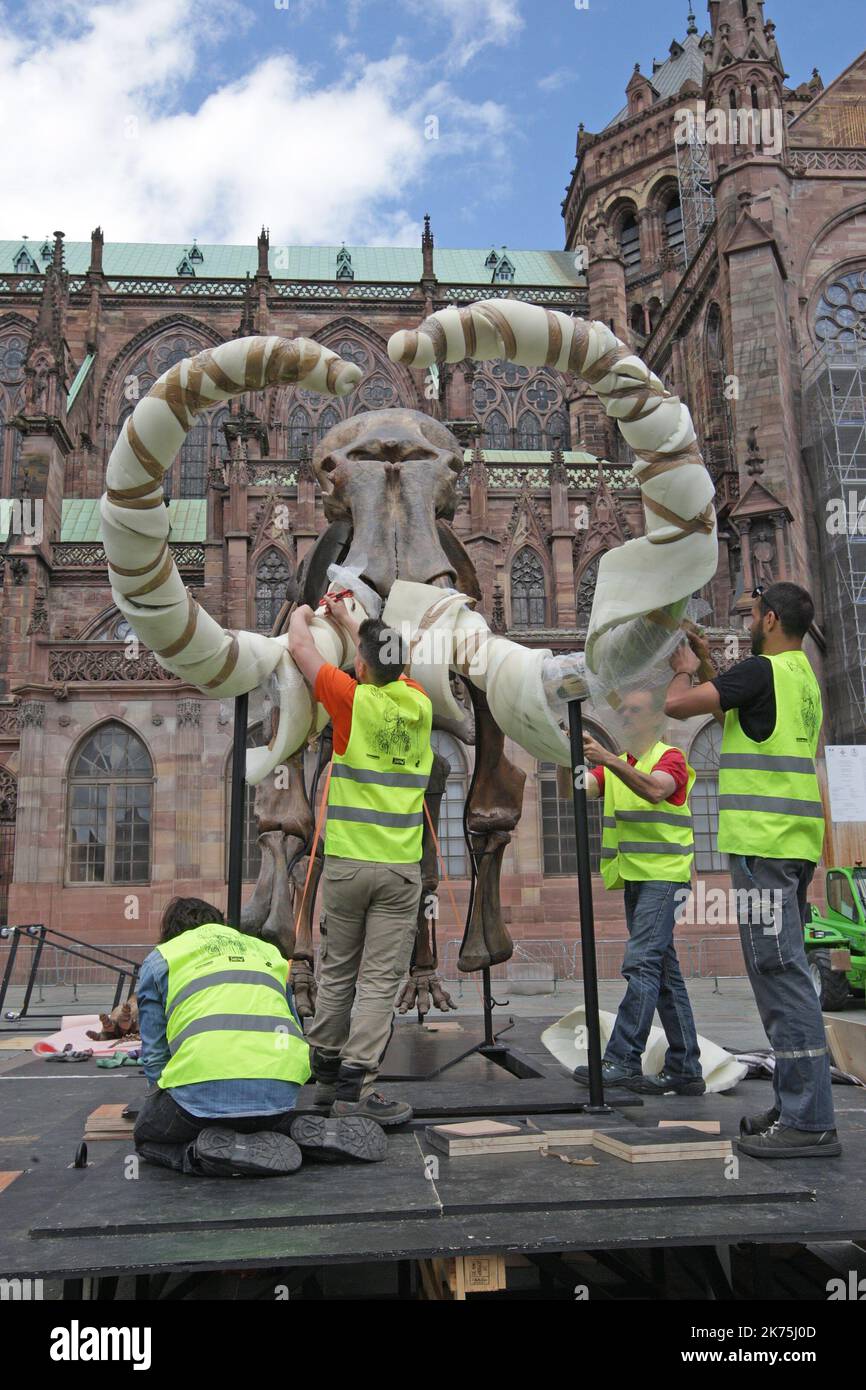 A perfectly preserved skeleton of a 12,000-year-old Siberian mammoth is ...