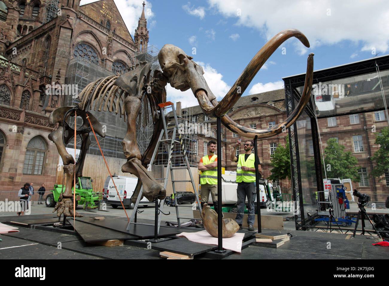 A perfectly preserved skeleton of a 12,000-year-old Siberian mammoth is ...