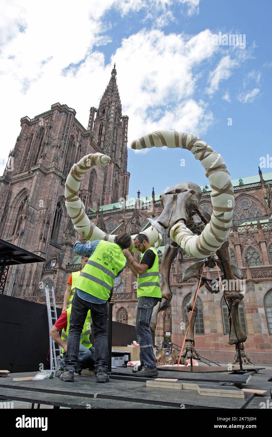 A perfectly preserved skeleton of a 12,000-year-old Siberian mammoth is ...