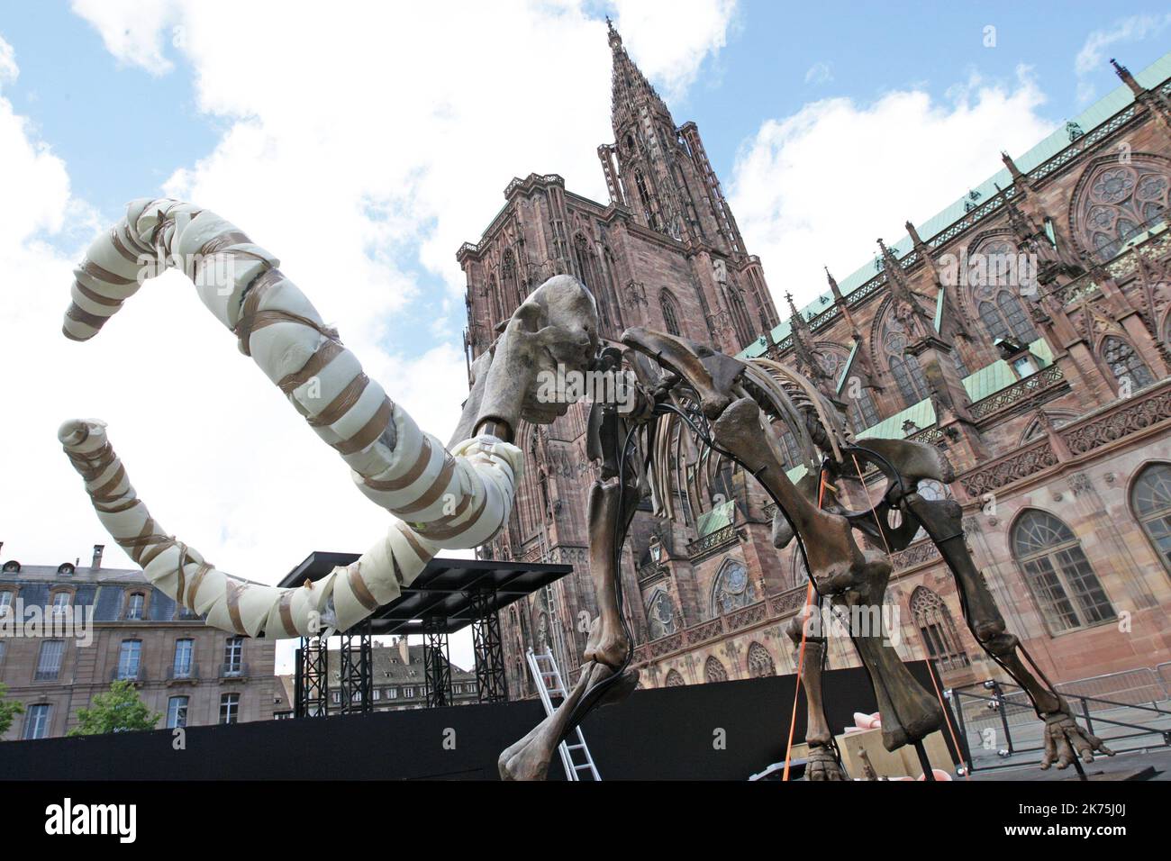 A perfectly preserved skeleton of a 12,000-year-old Siberian mammoth is ...
