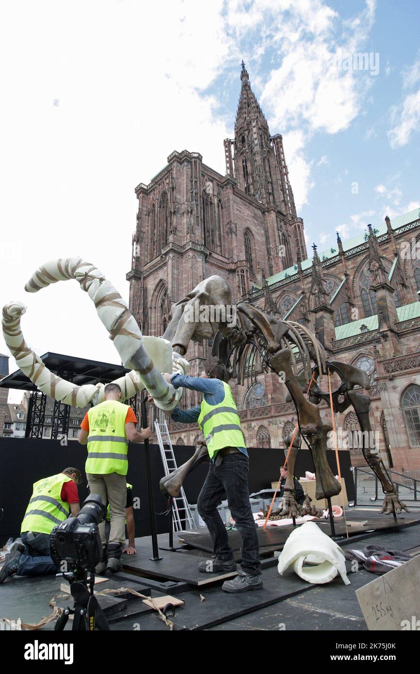 A perfectly preserved skeleton of a 12,000-year-old Siberian mammoth is ...