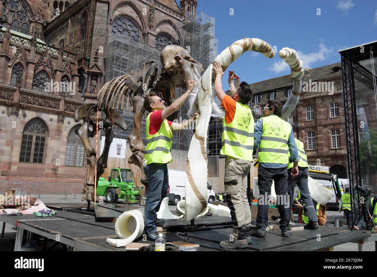 A perfectly preserved skeleton of a 12,000-year-old Siberian mammoth is ...