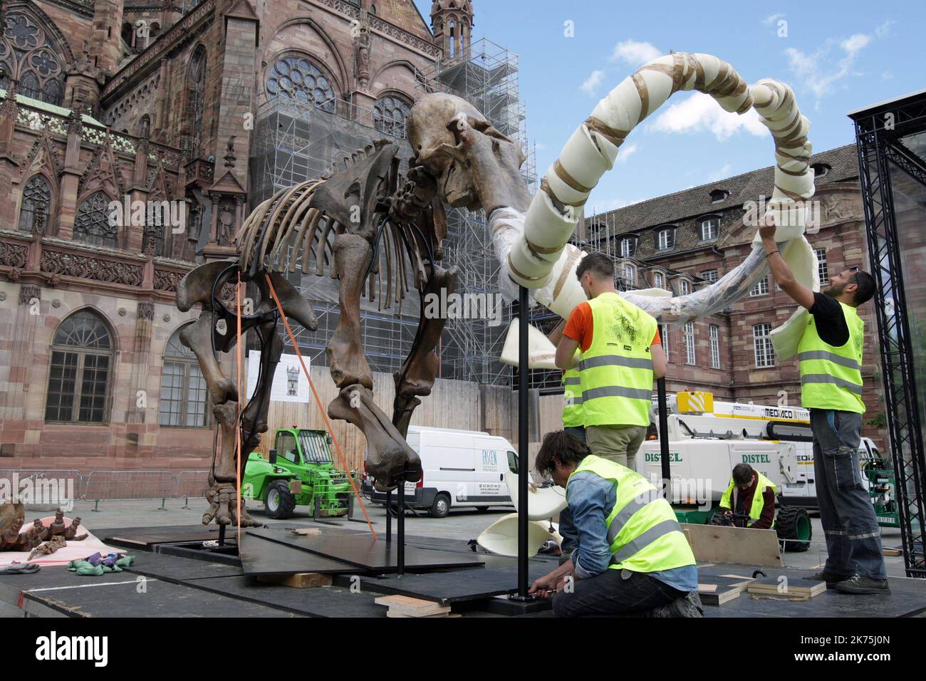 A perfectly preserved skeleton of a 12,000-year-old Siberian mammoth is ...