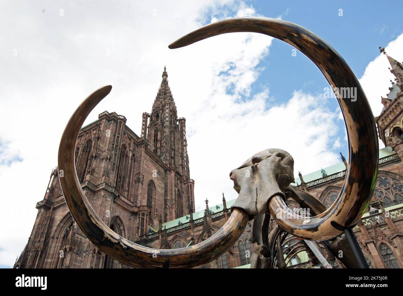 A perfectly preserved skeleton of a 12,000-year-old Siberian mammoth is ...