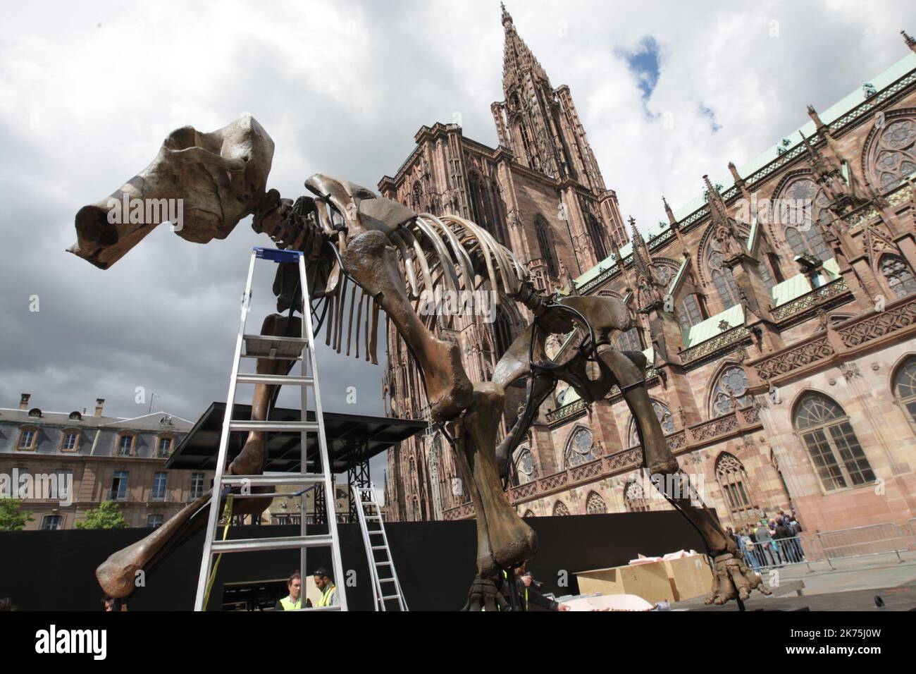 A perfectly preserved skeleton of a 12,000-year-old Siberian mammoth is ...