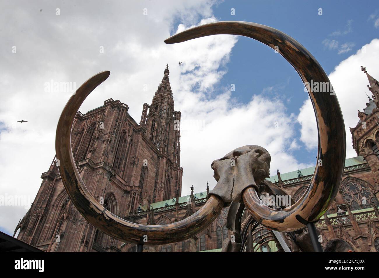 A perfectly preserved skeleton of a 12,000-year-old Siberian mammoth is ...