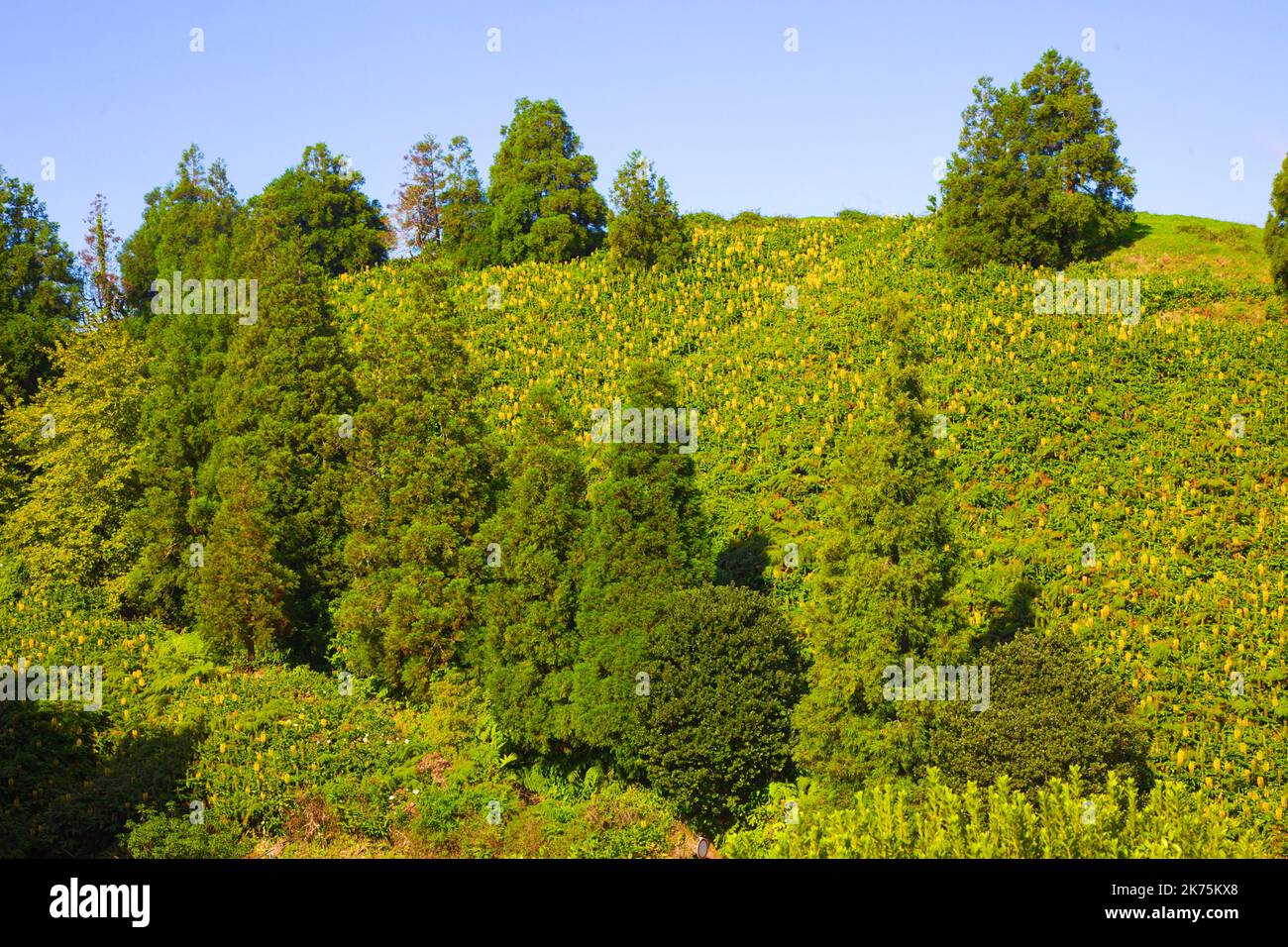 Portugal, Azores, Sao Miguel Island, Furnas, trees, flowers Stock Photo ...