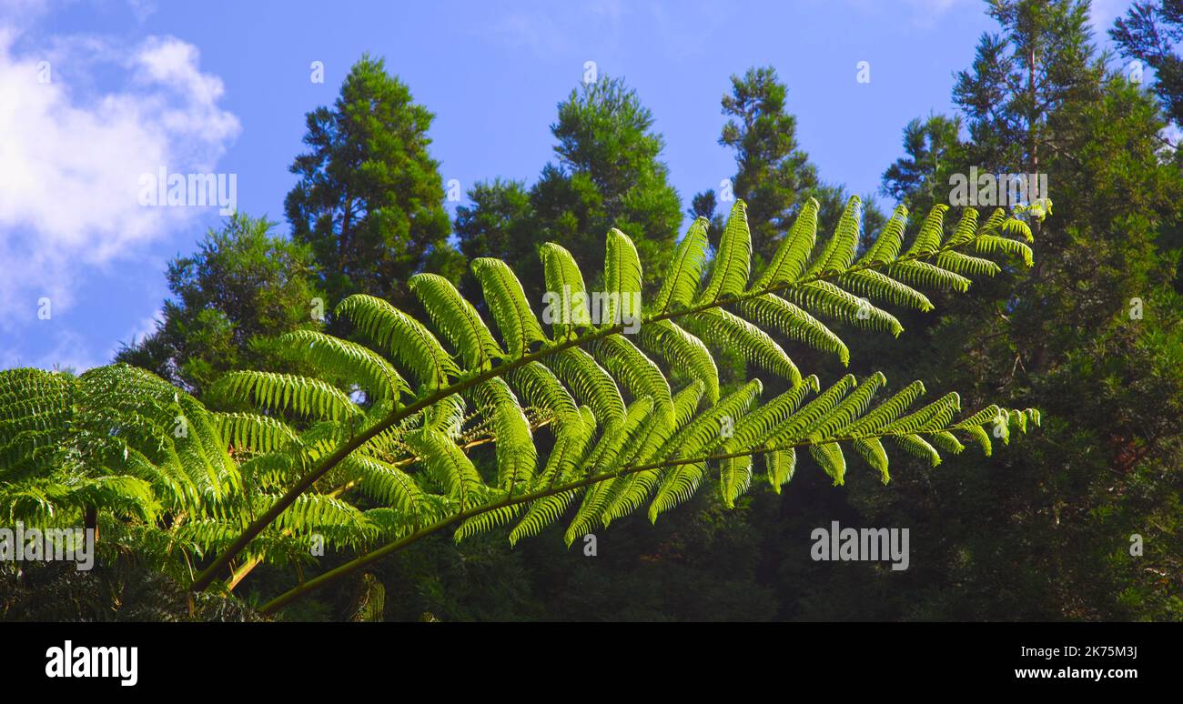Portugal, Azores, Sao Miguel Island, Furnas, tree fern Stock Photo - Alamy