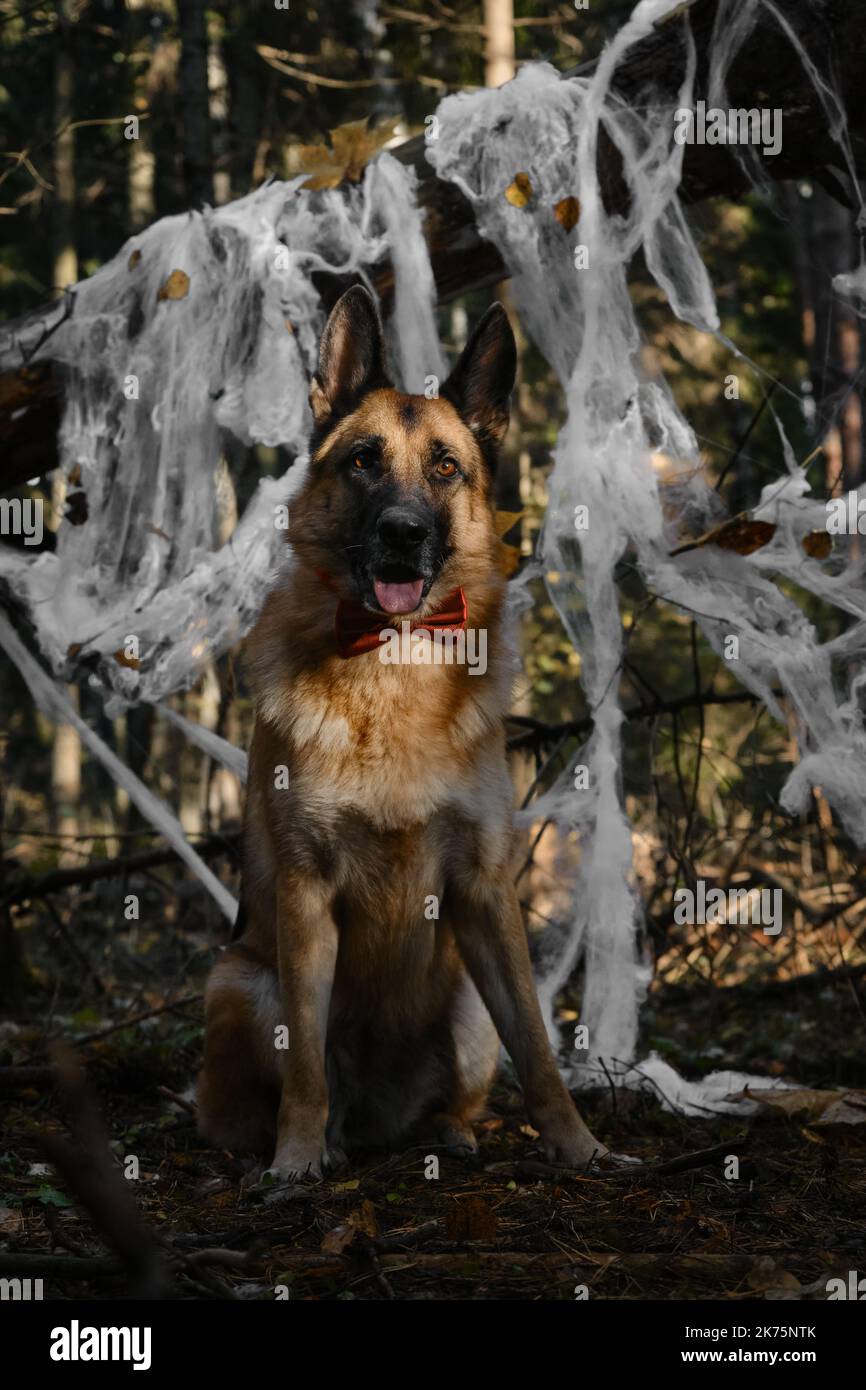German Shepherd sitting smiling and celebrating Halloween in woods ...