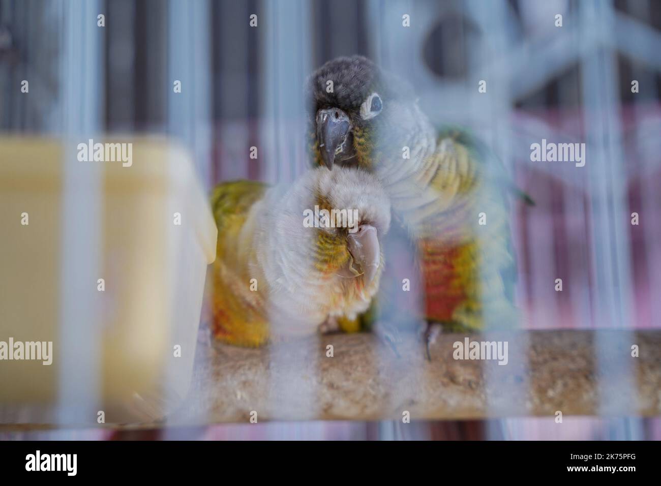 Palestine bird hi-res stock photography and images - Alamy