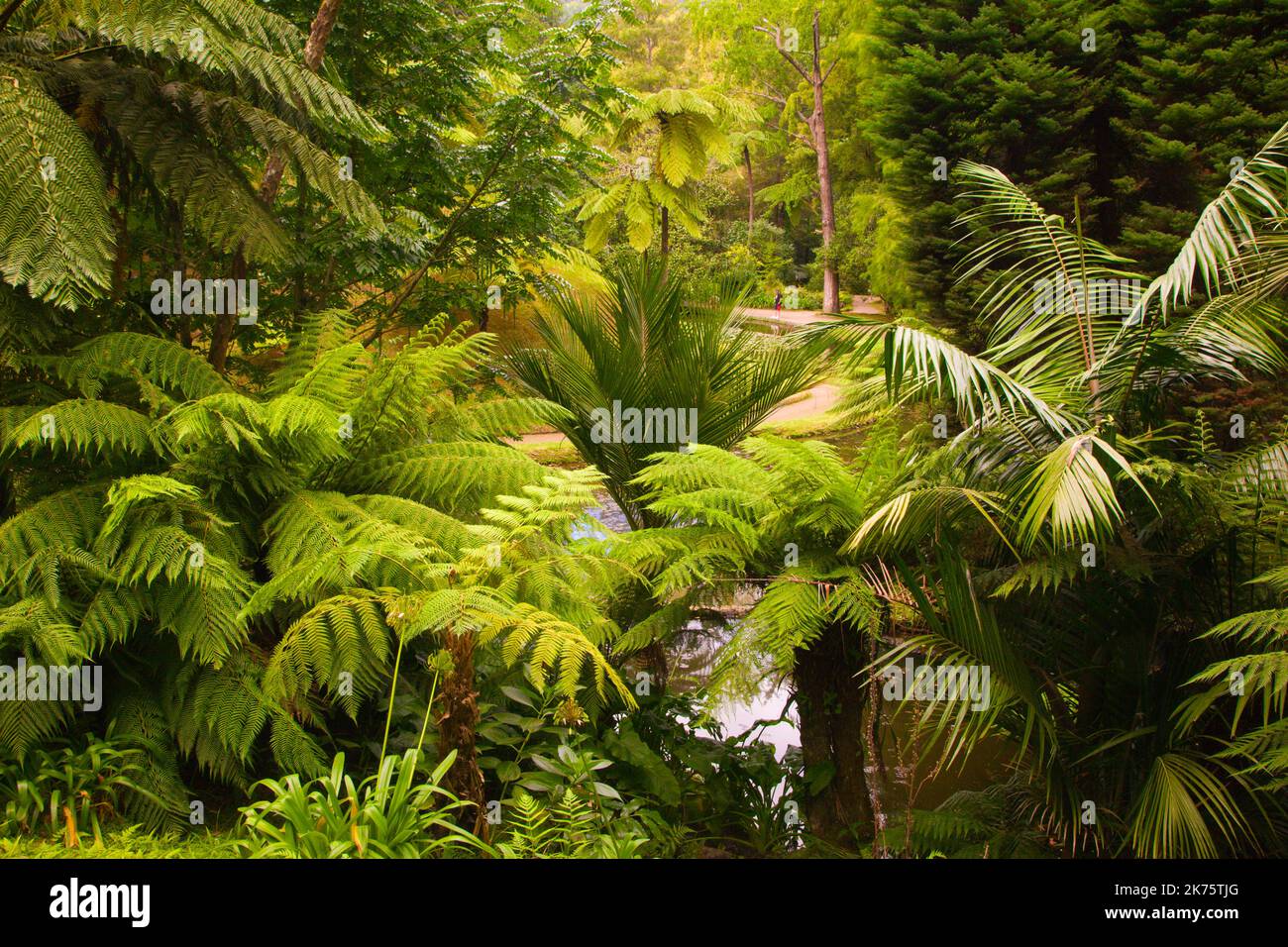 Portugal, Azores, Sao Miguel Island, Furnas, Terra Nostra Park, tree ...