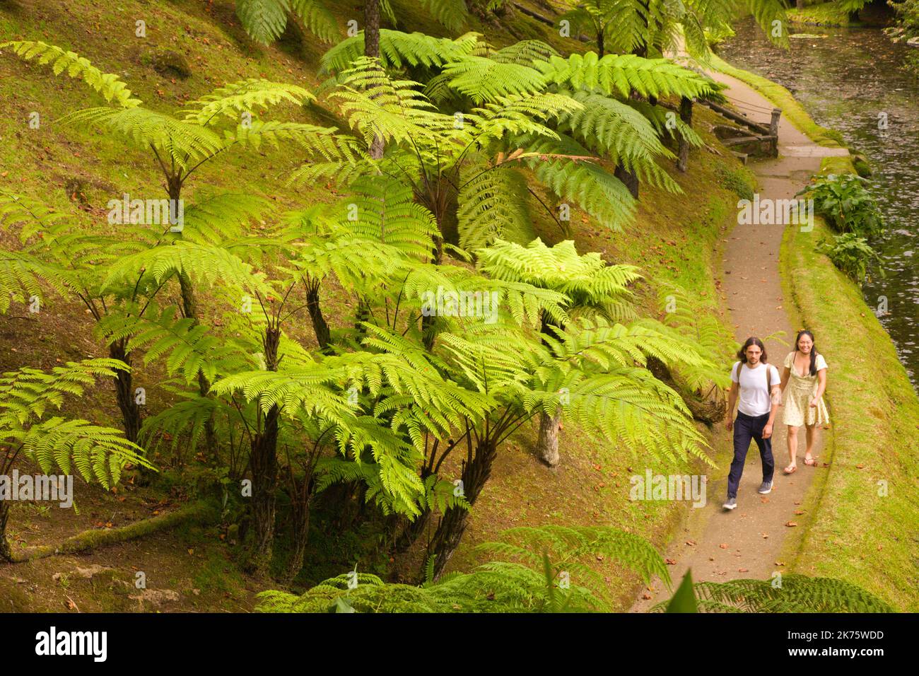 Portugal, Azores, Sao Miguel Island, Furnas, Terra Nostra Park, tree ...