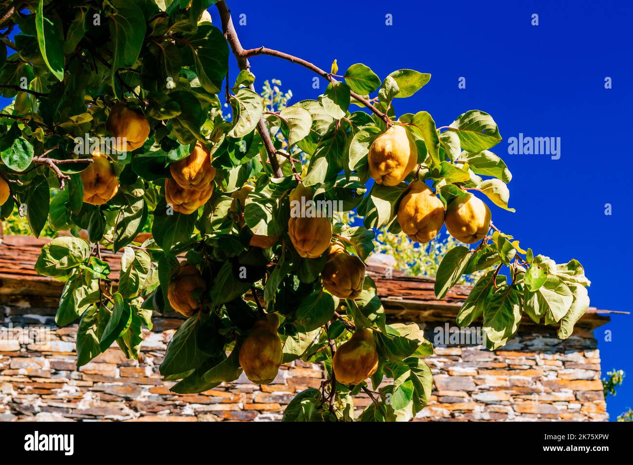 The quince, Cydonia oblonga, is the sole member of the genus Cydonia ...