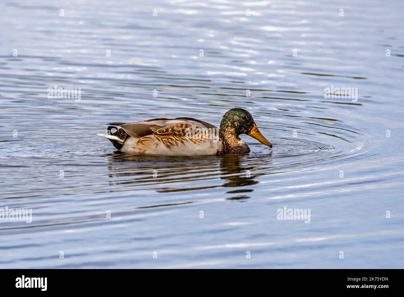 Mallard / wild duck (Anas platyrhynchos) male / drake in eclipse ...