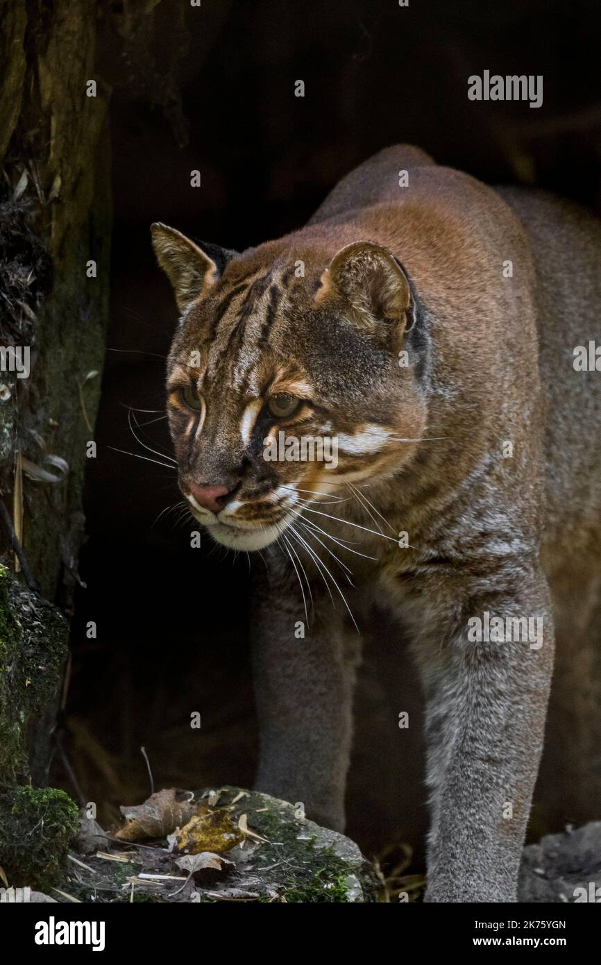Asiatic Golden Cat