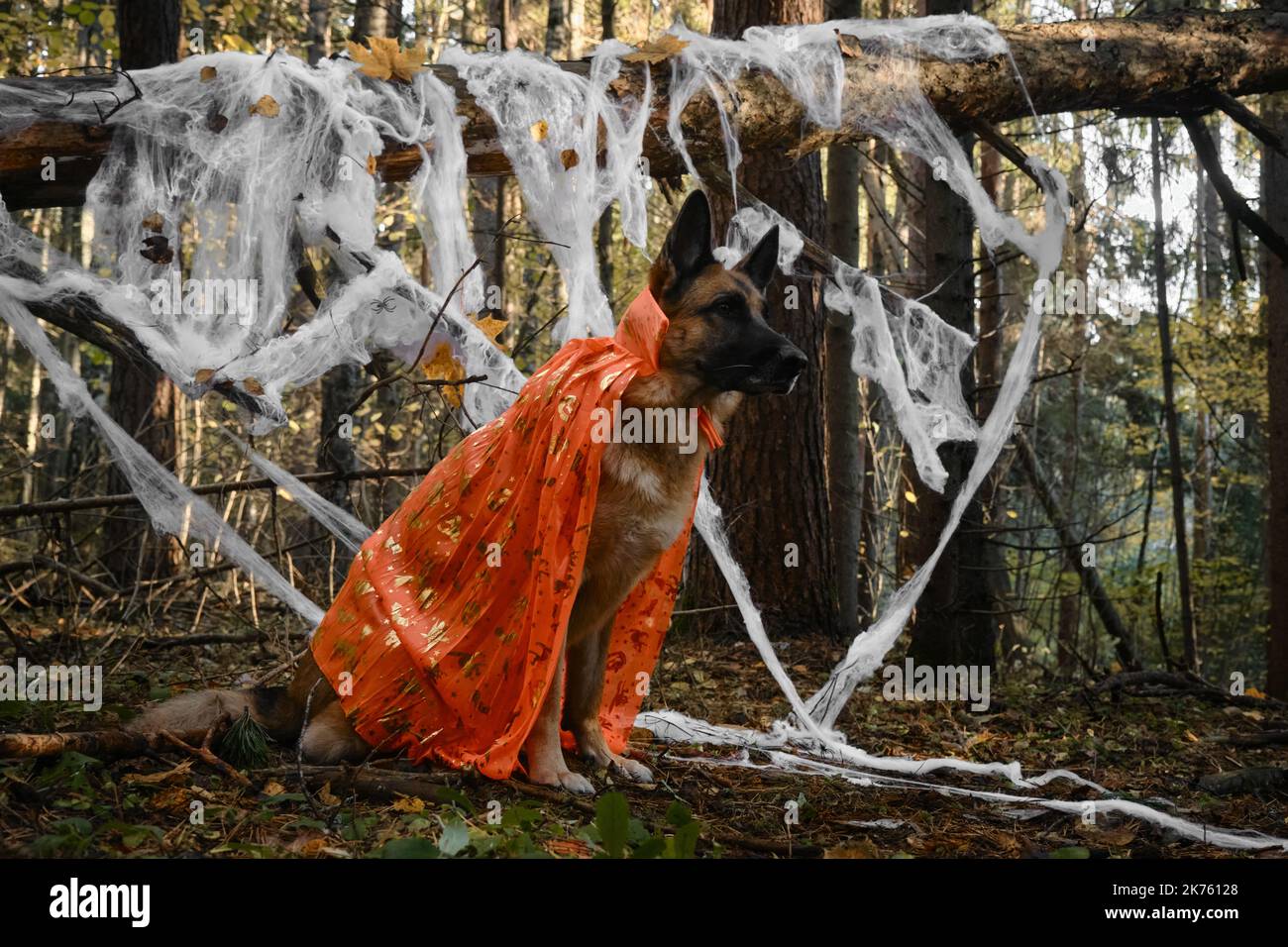 German Shepherd sitting and celebrating Halloween in woods. Dog wears ...