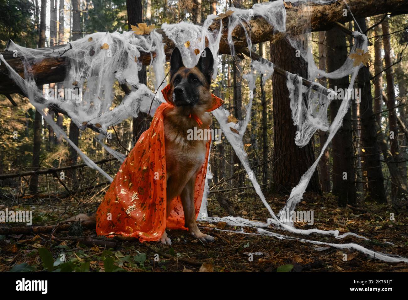 German Shepherd sitting and celebrating Halloween in woods. Dog wears ...