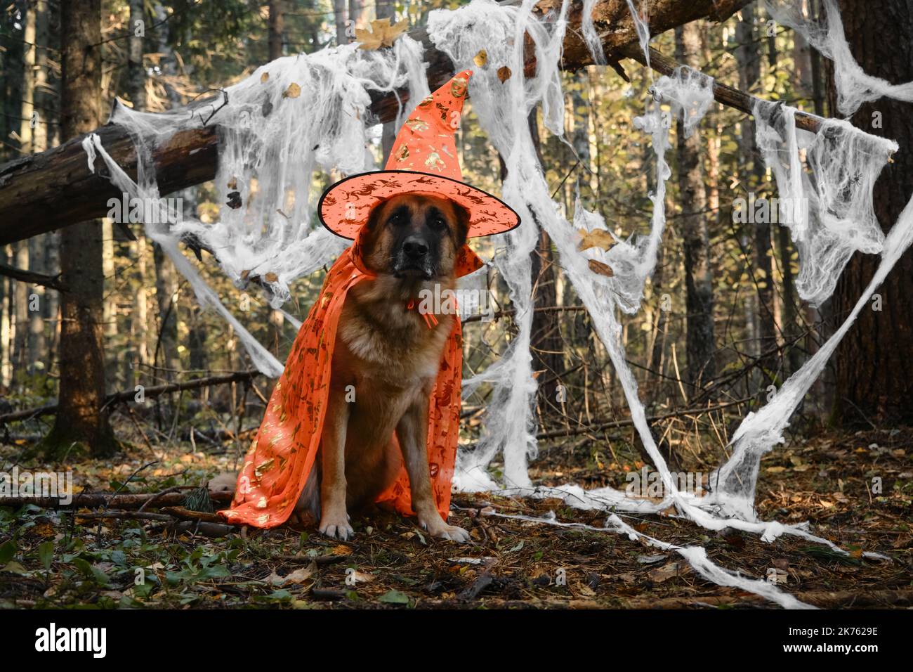German shepherd sitting celebrating Halloween in woods. Dog wears ...