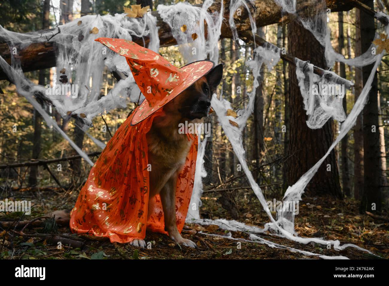 German shepherd sitting celebrating Halloween in woods. Dog wears ...