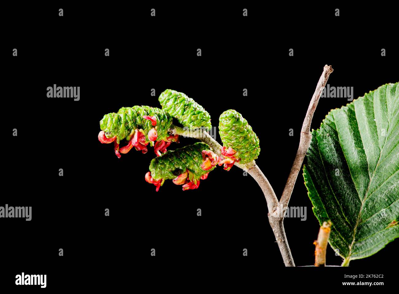 Close-up view of red blossoming buds of black alder (lat: Alnus ...