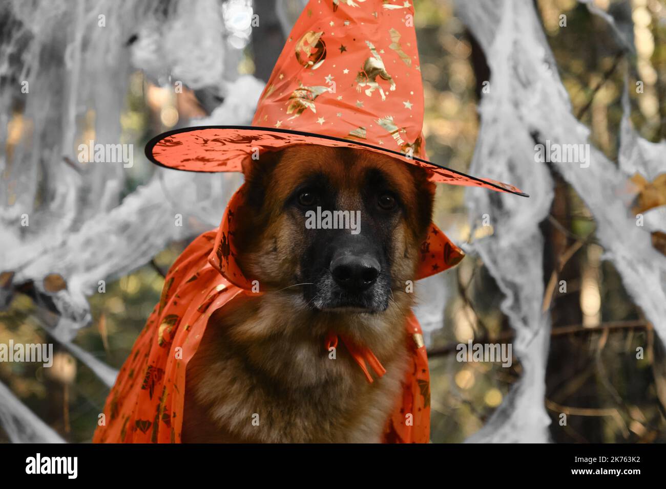 German shepherd sitting celebrating Halloween in woods. Dog wears ...