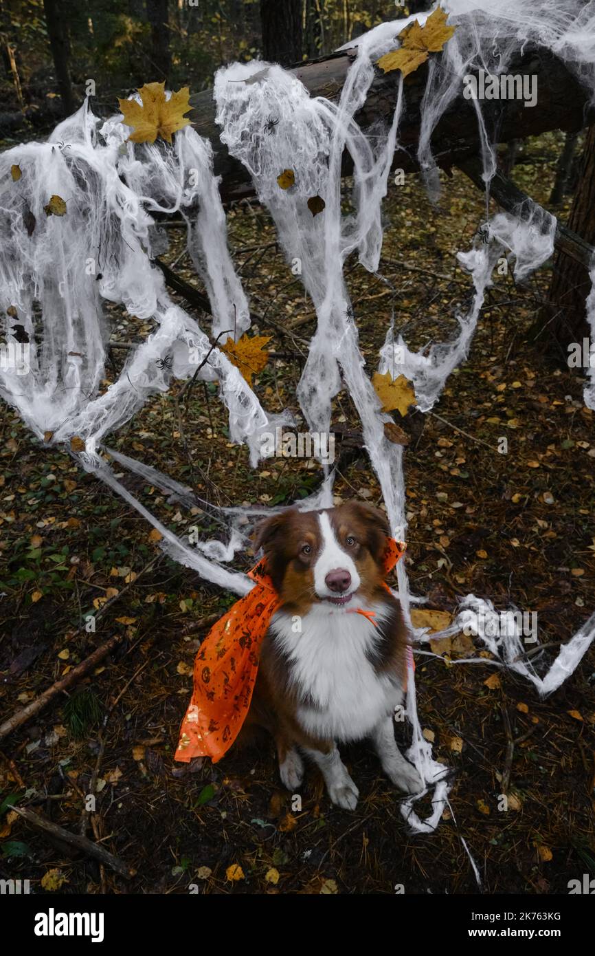 Australian Shepherd dog sitting celebrating Halloween in woods. View ...