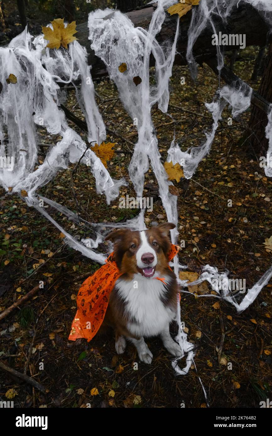 Wizards cloak hi-res stock photography and images - Alamy