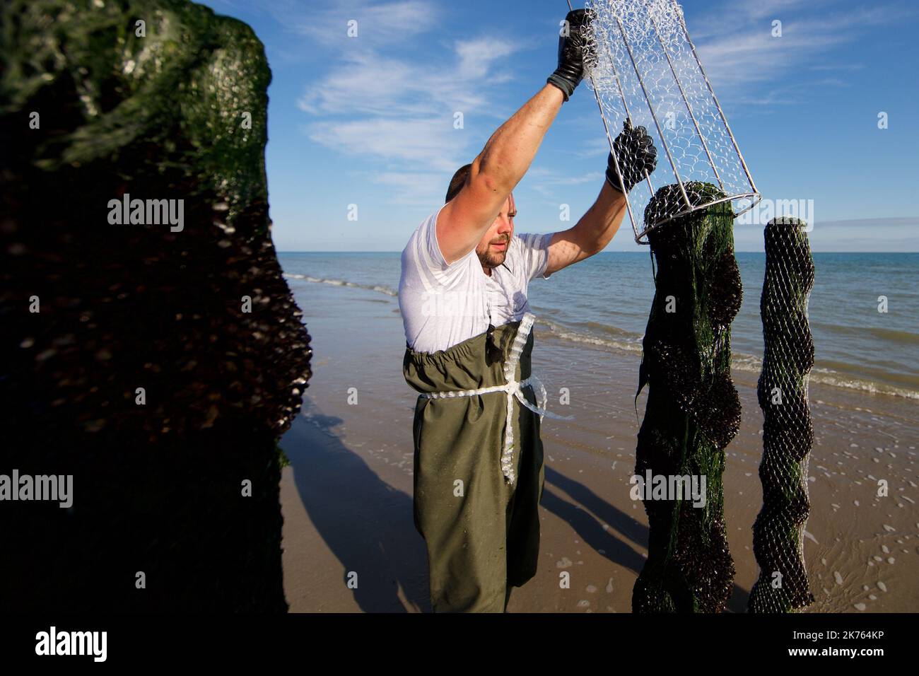 The breeding on bouchots is practiced on the Atlantic littoral or of ...