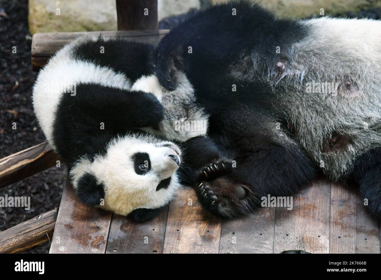 The giant panda baby "Yuan Meng" during his birthday celebration ...