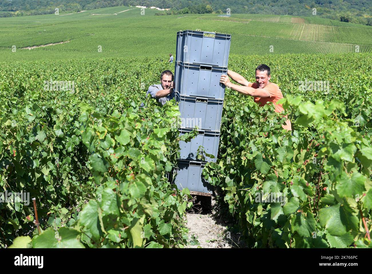 Early grape harvesting in Champagne, France on August 18, 2018 Stock ...