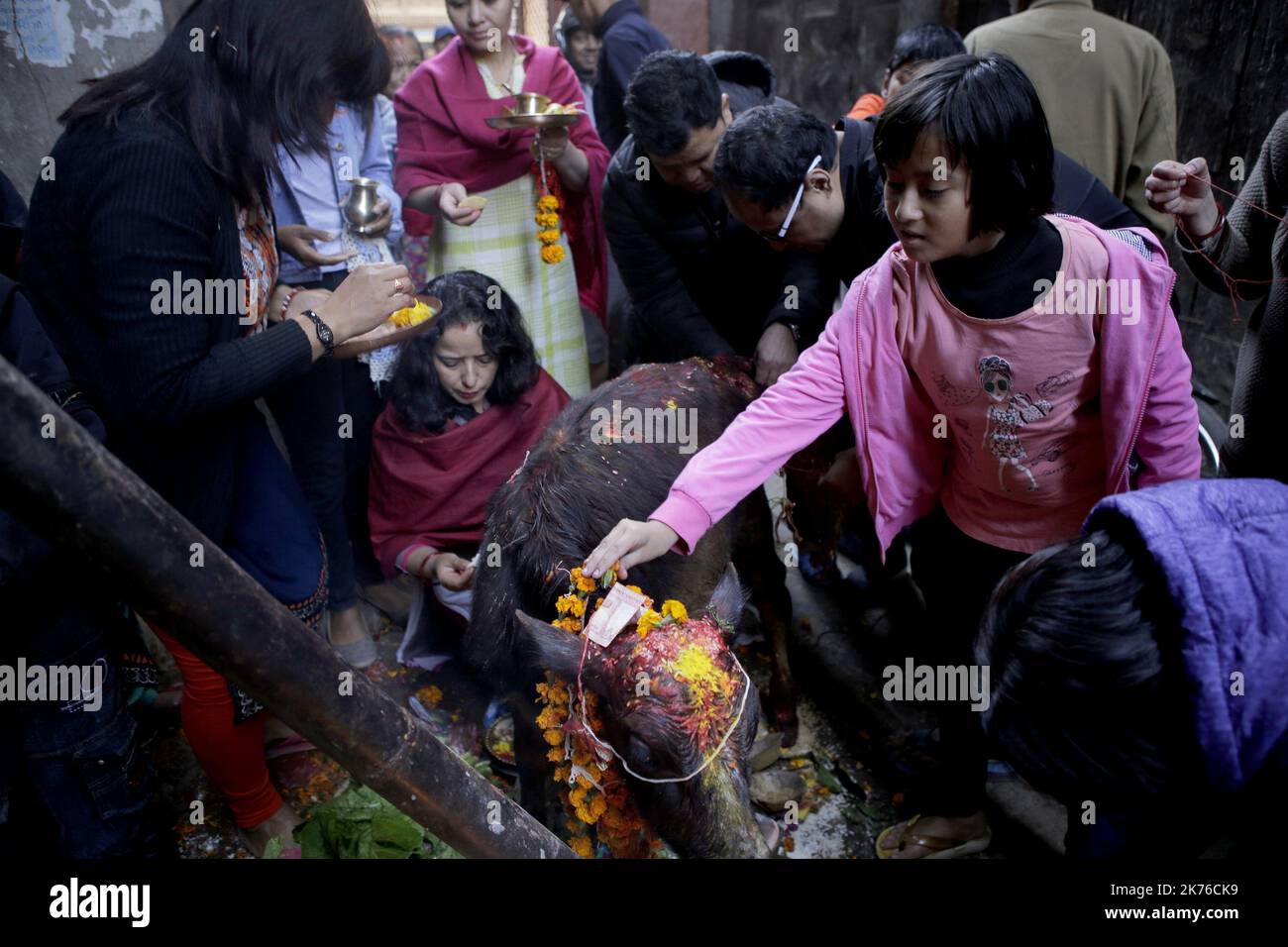 Nepalese Devotees worship a cow during GAI TIHAR the Cow worshipping ...