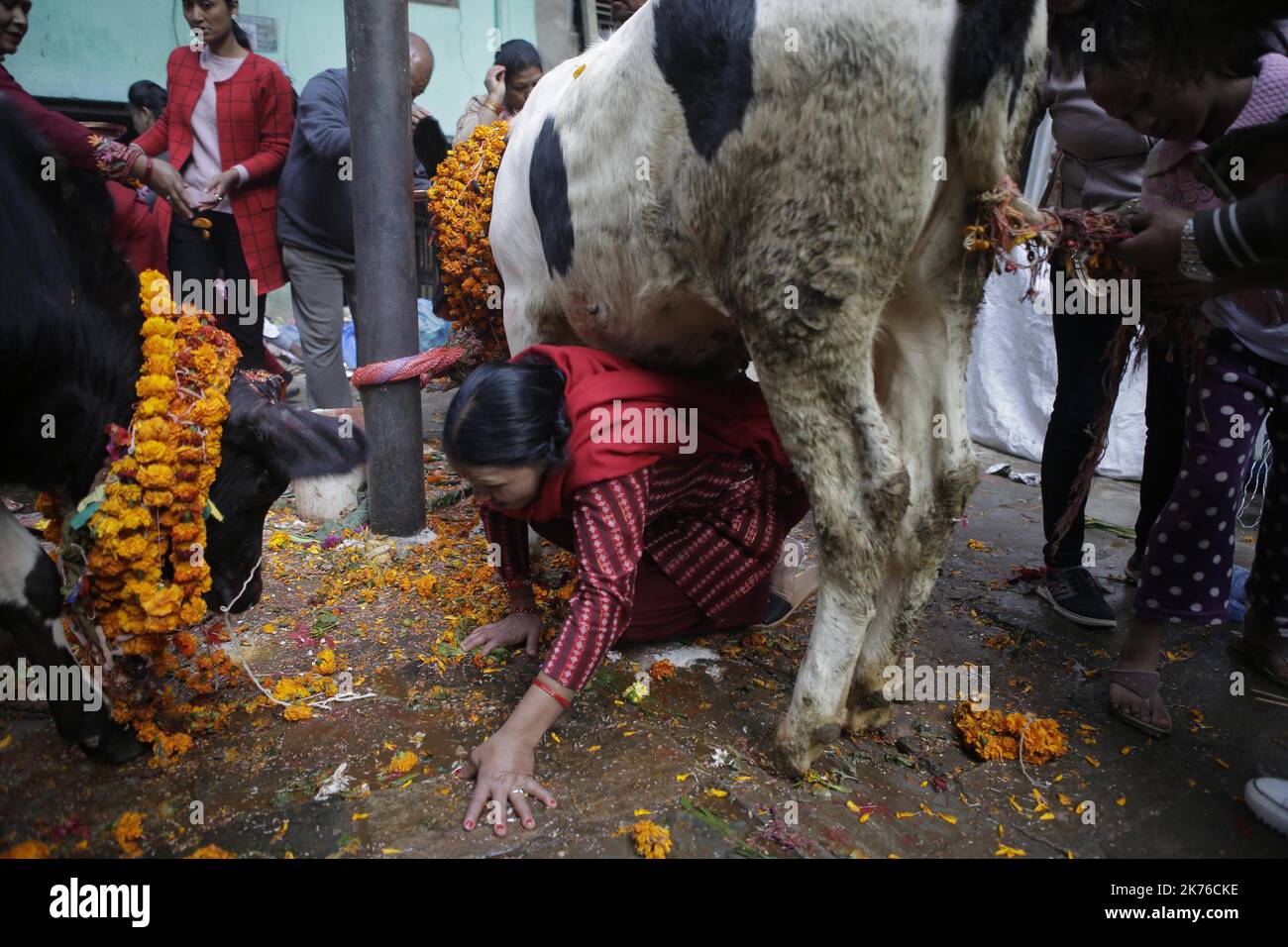 Nepalese Devotees worship a cow during GAI TIHAR the Cow worshipping ...