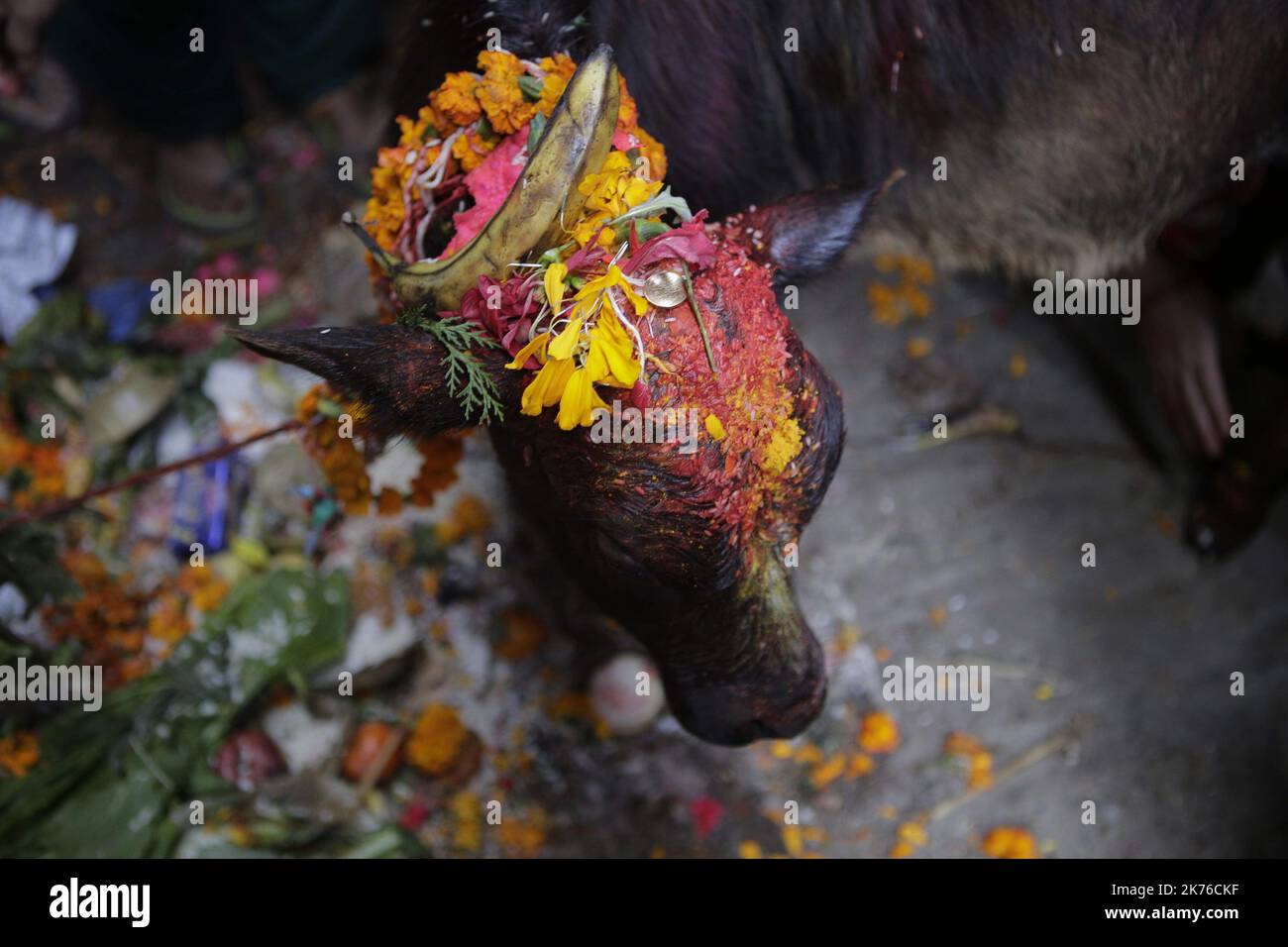 Nepalese Devotees worship a cow during GAI TIHAR the Cow worshipping ...