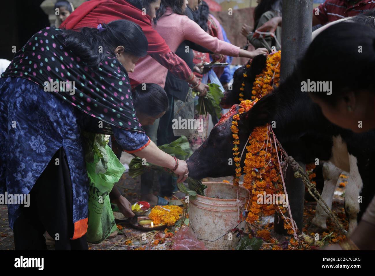 Nepalese Devotees worship a cow during GAI TIHAR the Cow worshipping ...