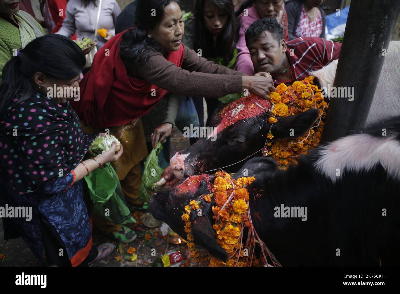 Nepalese Devotees worship a cow during GAI TIHAR the Cow worshipping ...