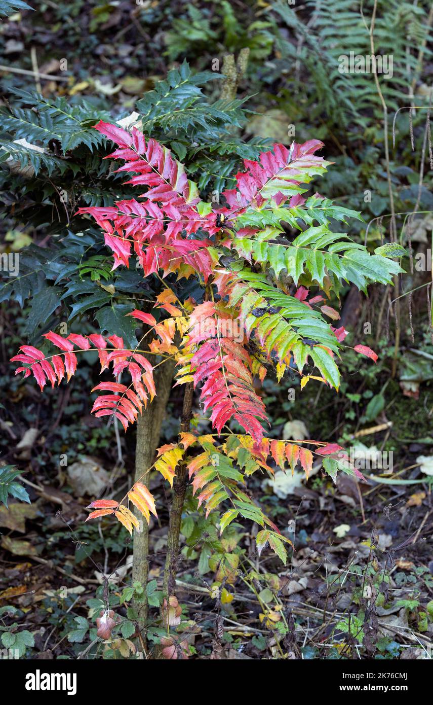 A popular winter flowering shrub, the Mahonia also adds a splash of ...