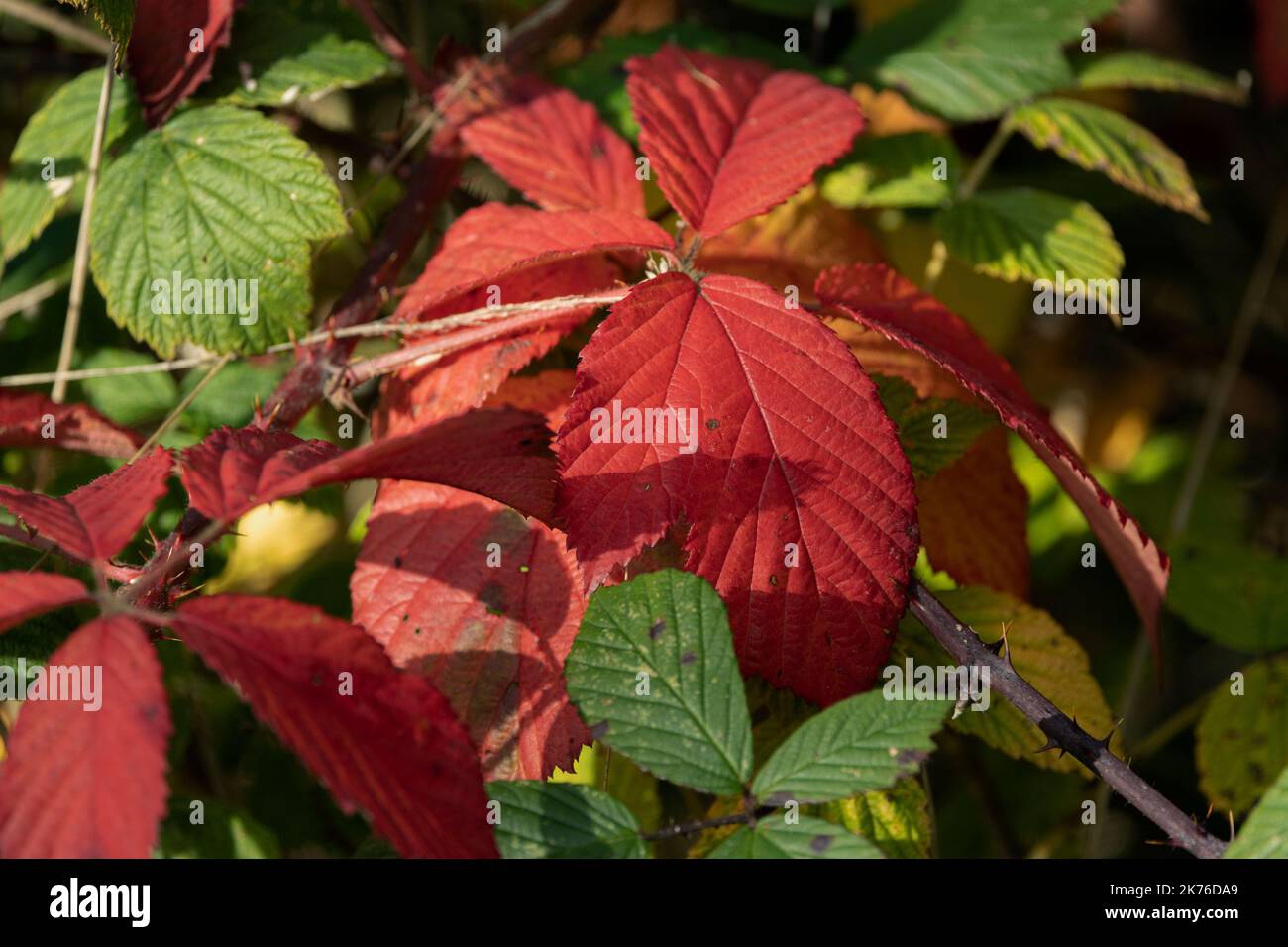 In autumn the leaves of Bramble creepers and shrubs turn bright red ...