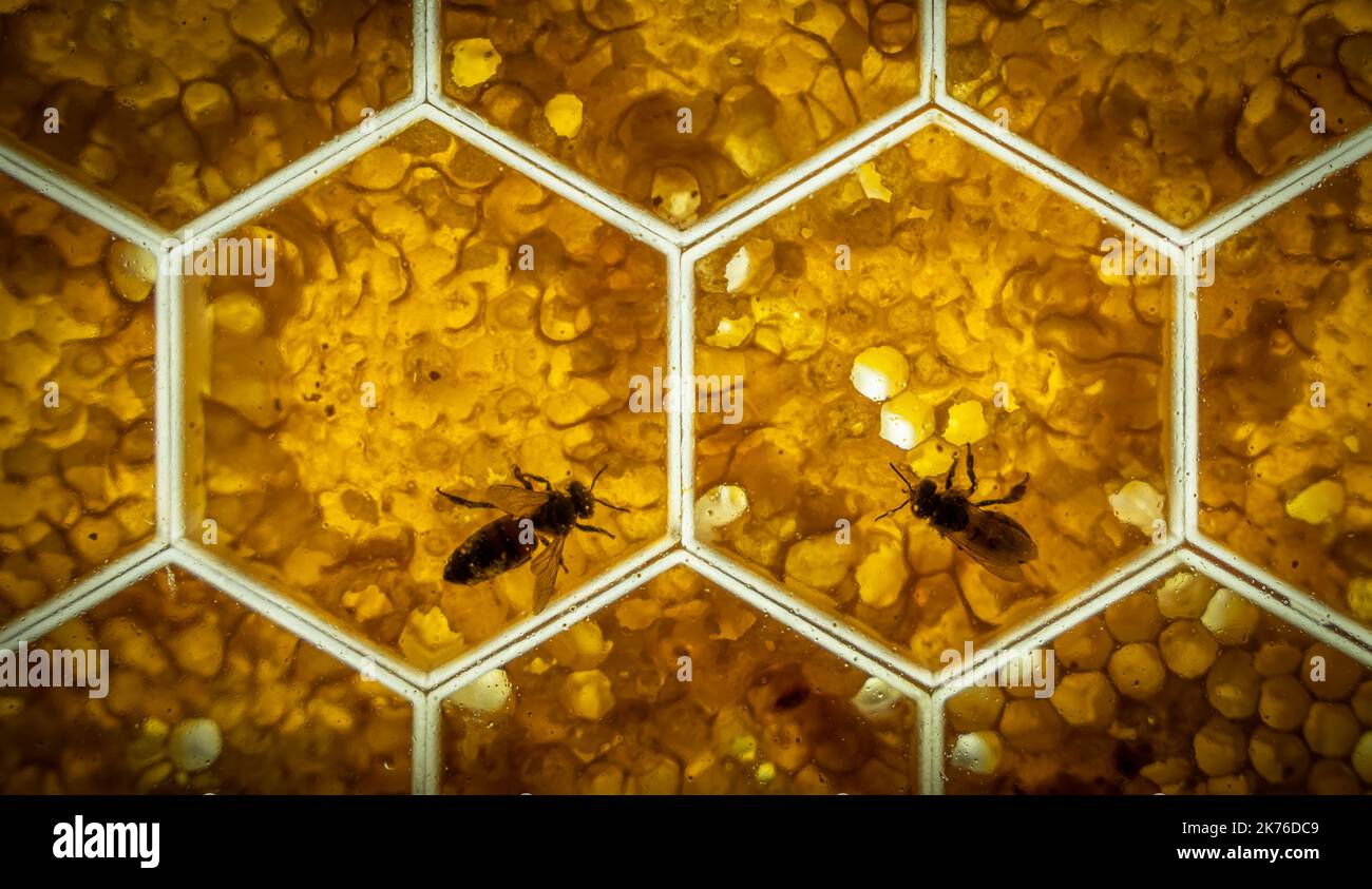 View of bees and Honey across a glass beehive Stock Photo - Alamy