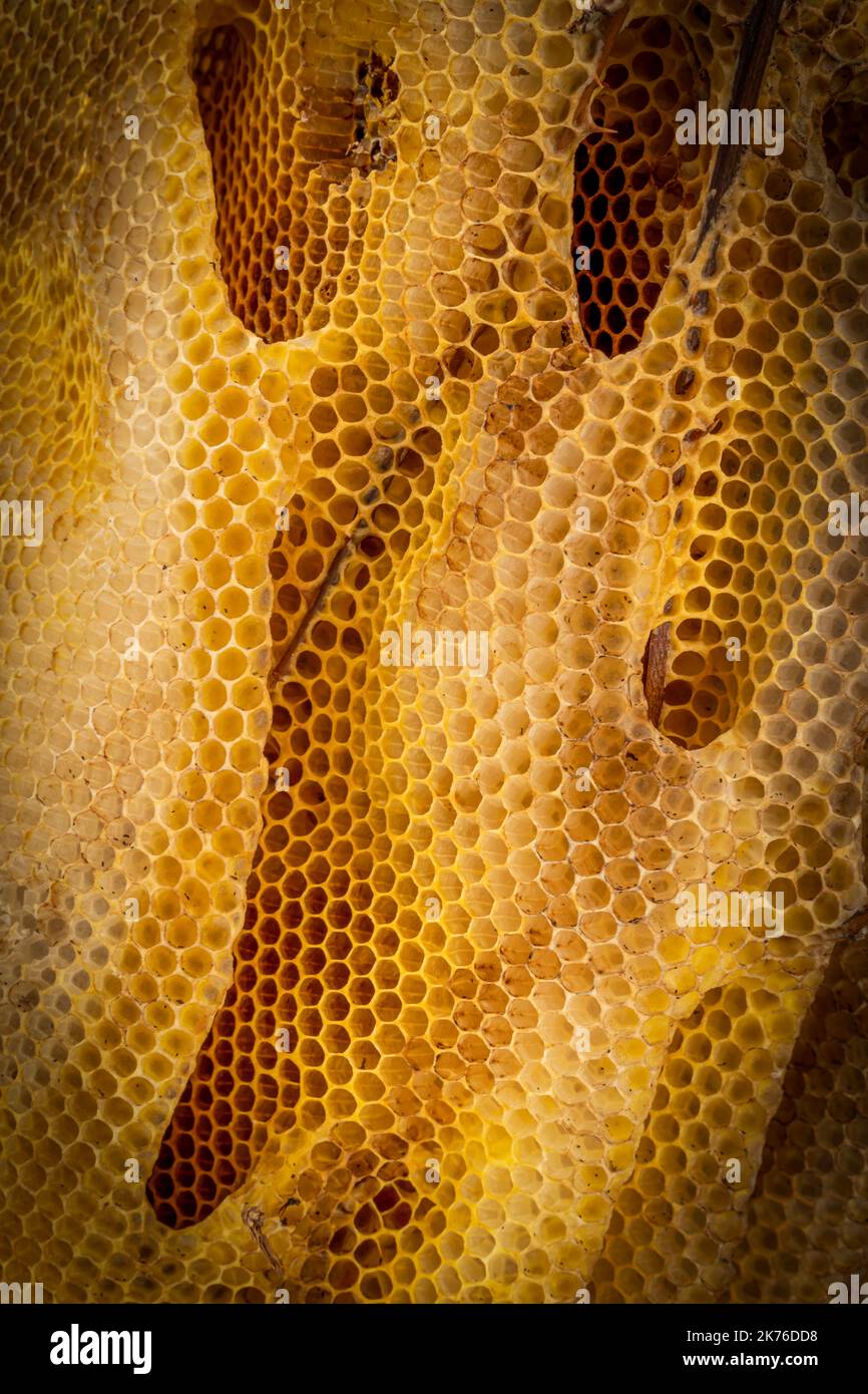 View of bees and Honey across a glass beehive Stock Photo - Alamy