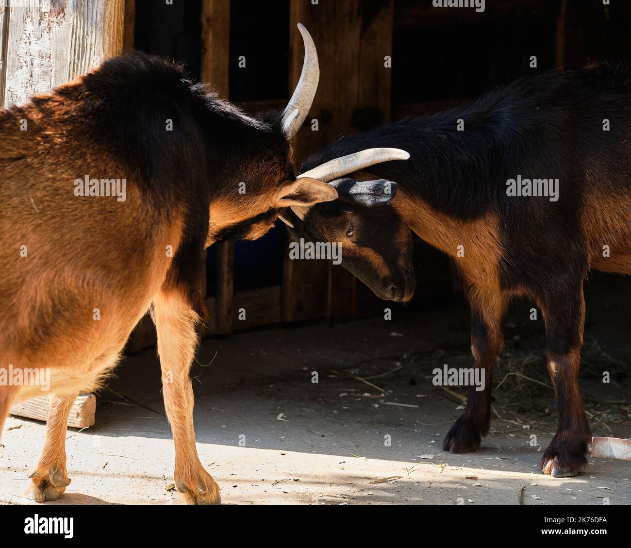 Two goats play fighting and doing goat things near a barn Stock Photo ...