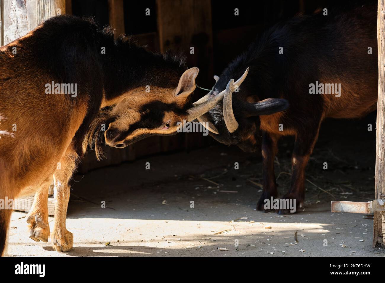 Two goats play fighting and doing goat things near a barn Stock Photo ...
