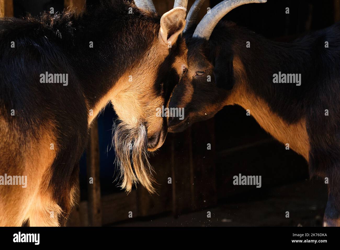 Two goats goat fight fighting hi-res stock photography and images - Alamy