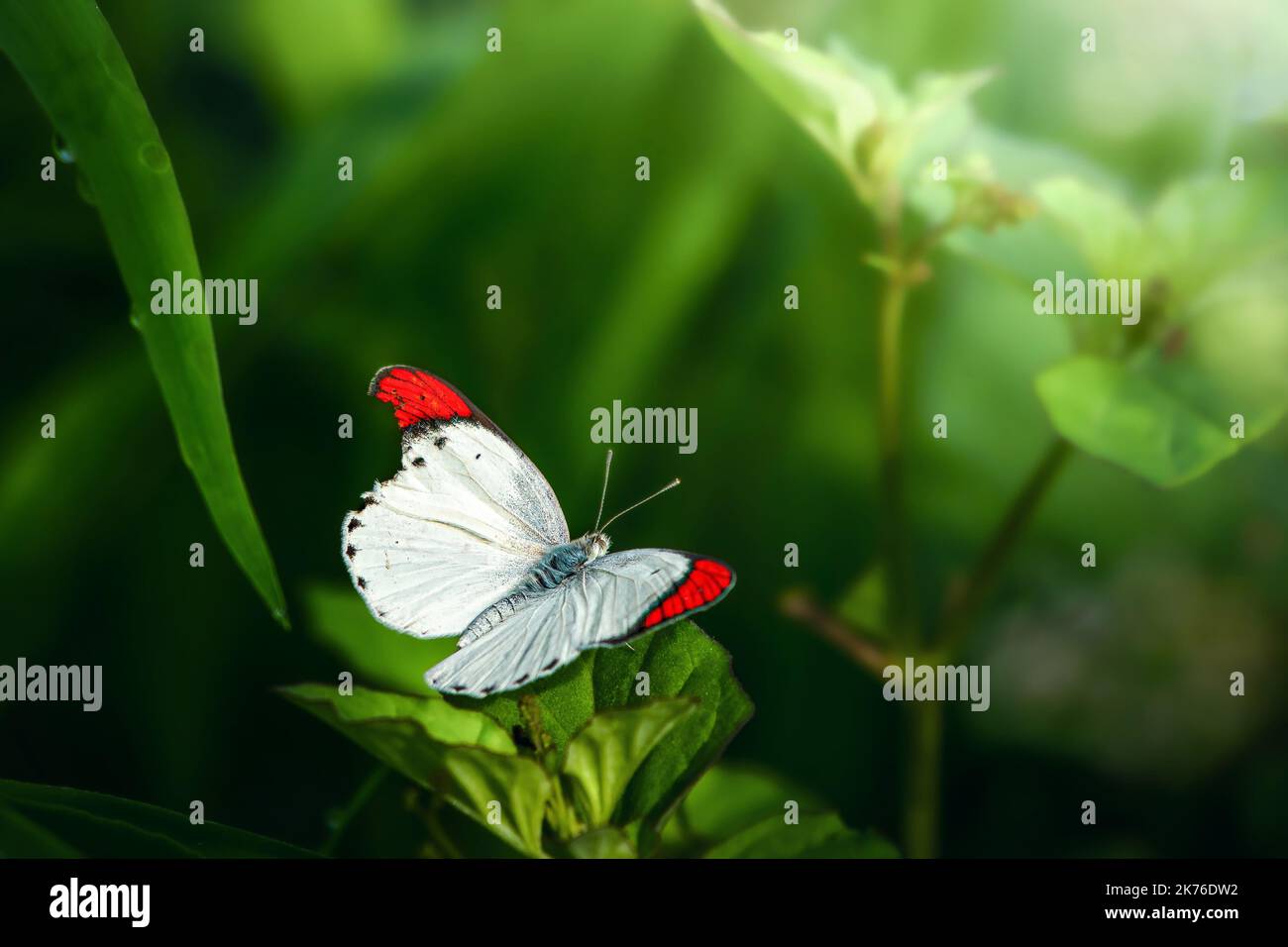 crimson tip butterfly Stock Photo - Alamy