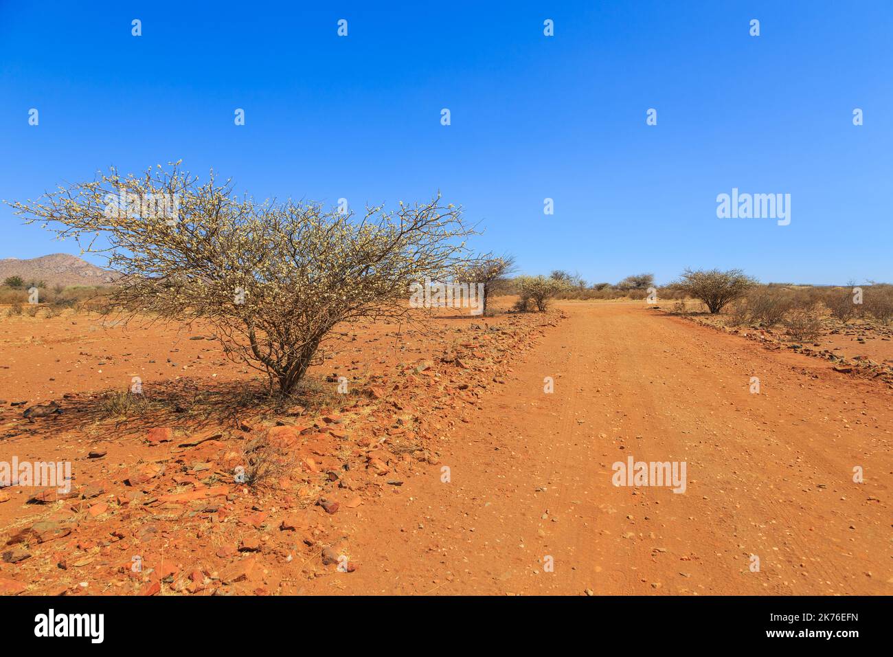 Namibian landscape along the gravel road. Red ground and African ...