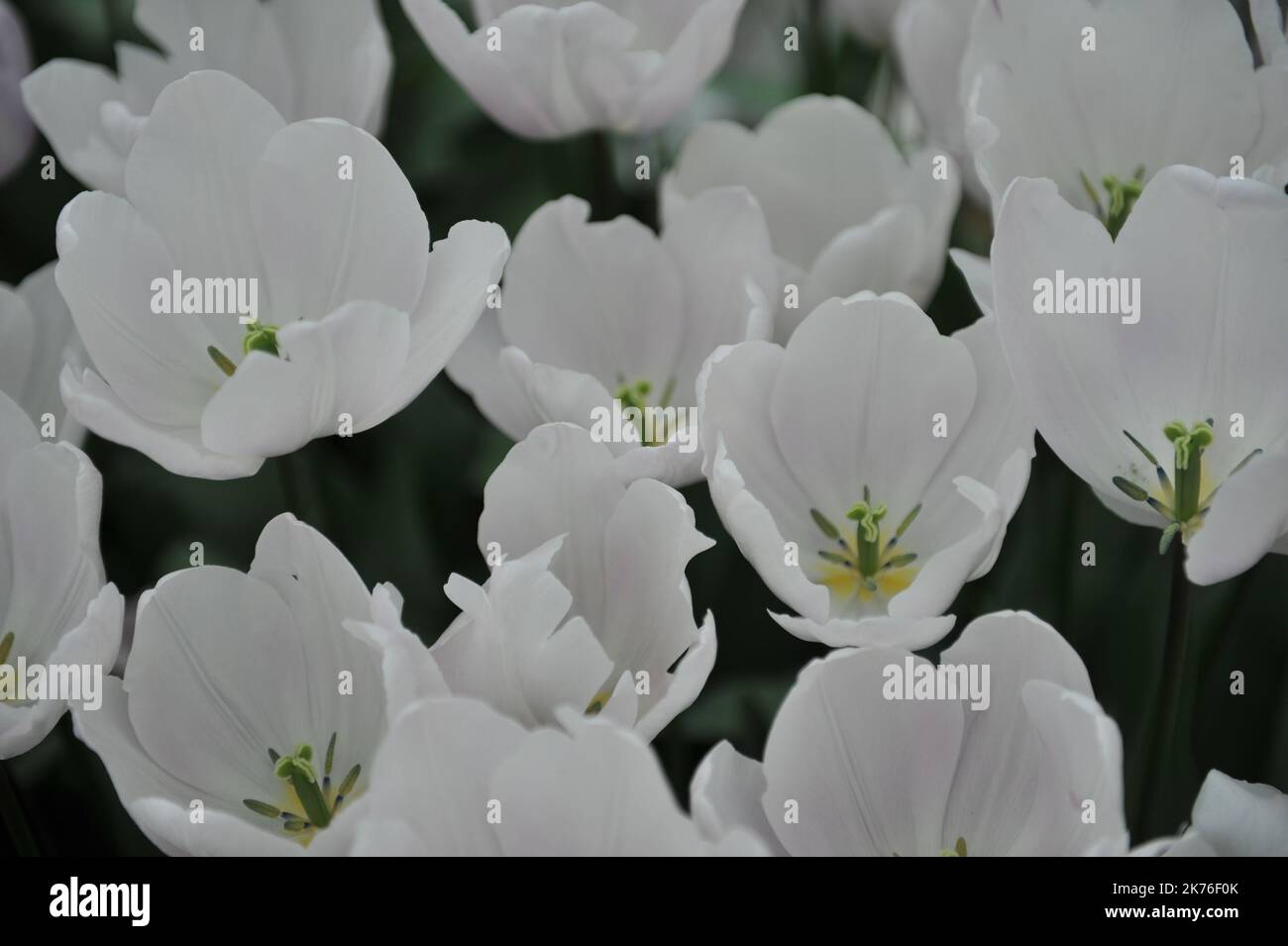 Very light pink, fading to white Triumph tulips (Tulipa) Silver Cloud ...