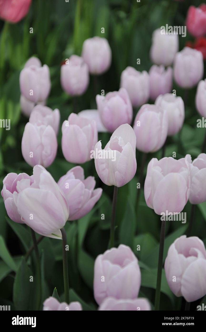 Very light pink, fading to white Triumph tulips (Tulipa) Silver Cloud ...