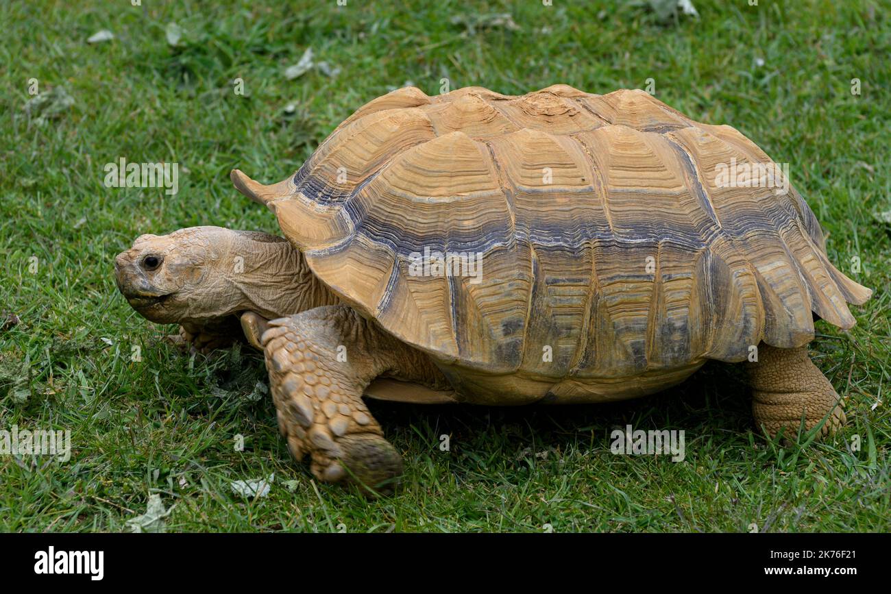 A portrait of a giant tortoise Stock Photo - Alamy