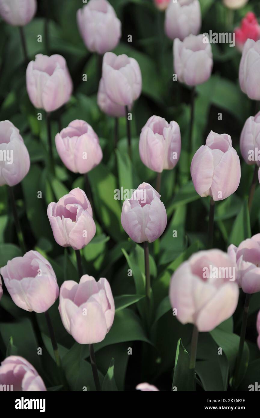 Very light pink, fading to white Triumph tulips (Tulipa) Silver Cloud ...