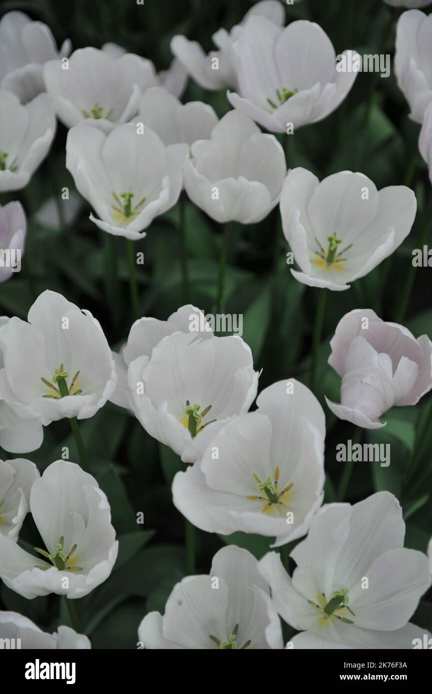Very light pink, fading to white Triumph tulips (Tulipa) Silver Cloud ...